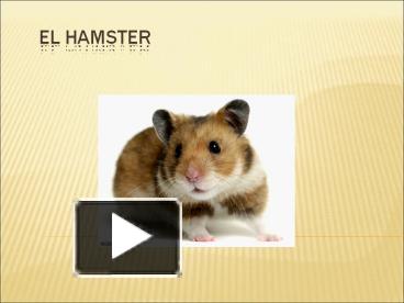 hamster presentation | free to download