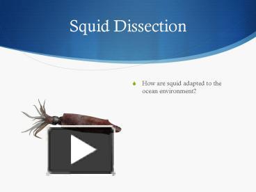 PPT – Squid Dissection PowerPoint presentation | free to view - id ...