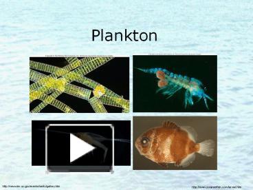 Plankton presentation | free to view