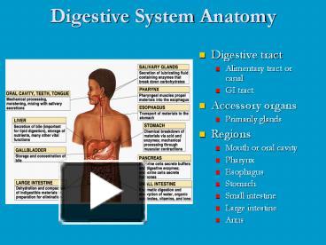 Digestive System Anatomy presentation | free to view