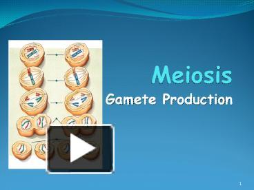 Meiosis presentation | free to view