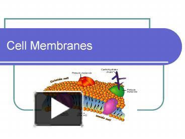 PPT – Cell Membranes PowerPoint presentation | free to view - id ...