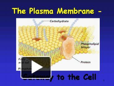 The Plasma Membrane - presentation | free to view