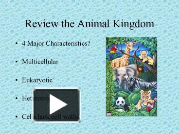 PPT – Review the Animal Kingdom PowerPoint presentation | free to view ...