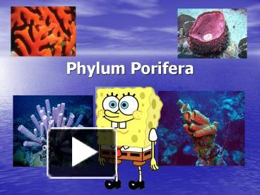 Phylum Porifera presentation | free to view