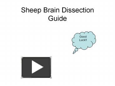 PPT – Sheep Brain Dissection Guide PowerPoint presentation | free to ...