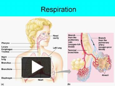 PPT – Respiration PowerPoint presentation | free to view - id: 75c26-OWUzO