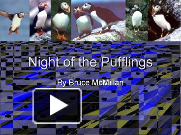 Night of the Pufflings presentation | free to download