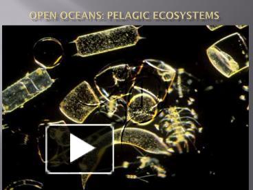 PPT – Open Oceans: Pelagic Ecosystems PowerPoint presentation | free to ...