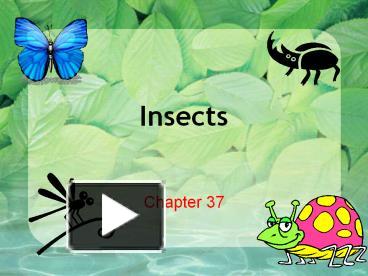 Insects presentation | free to download