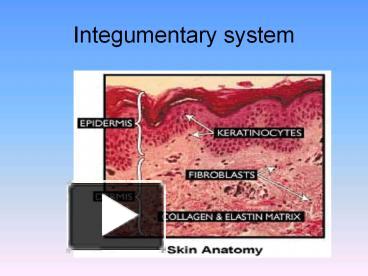 PPT – Integumentary system PowerPoint presentation | free to view - id ...