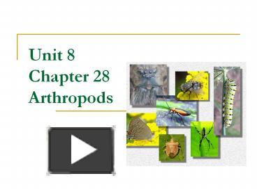 PPT – Unit 8 Chapter 28 Arthropods PowerPoint presentation | free to ...