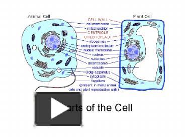 Parts of the Cell presentation | free to view