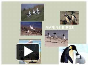Marine Birds presentation | free to view