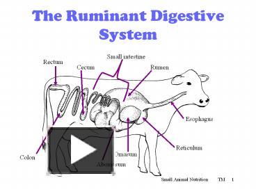 The Ruminant Digestive System presentation | free to view