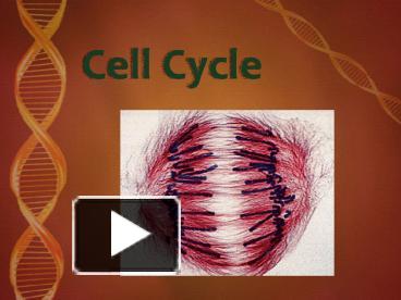 PPT – Cell Cycle PowerPoint presentation | free to download - id ...