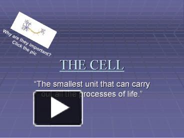 PPT – THE CELL PowerPoint presentation | free to download - id: 76b6b2 ...
