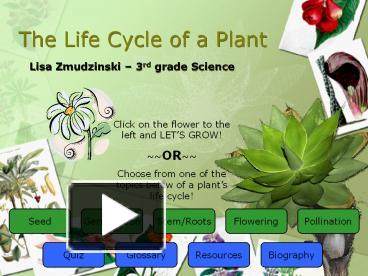 The Life Cycle of a Plant presentation | free to download