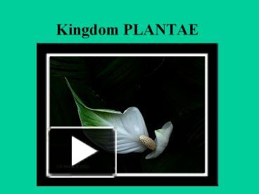 PPT – Kingdom PLANTAE PowerPoint presentation | free to view - id ...