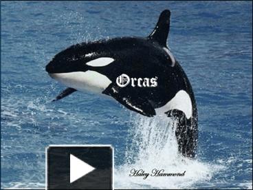 PPT – Orcas PowerPoint presentation | free to view - id: 76dc01-NGE2Y
