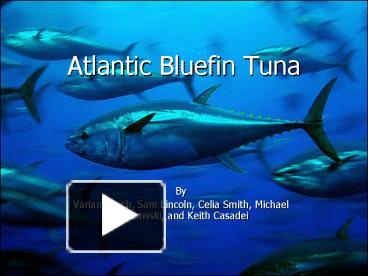 Atlantic Bluefin Tuna presentation | free to view