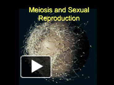 PPT – Meiosis and Sexual Reproduction PowerPoint presentation | free to ...