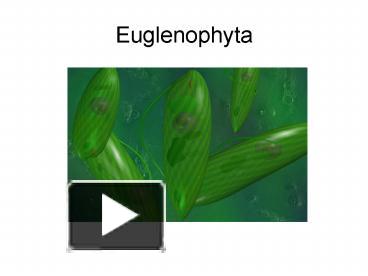 Euglenophyta presentation | free to view