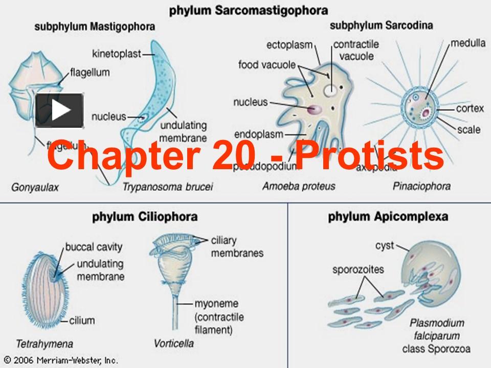 Ppt Chapter 20 Protists Powerpoint Presentation Free To View Id 7795c2 Ogiyn 