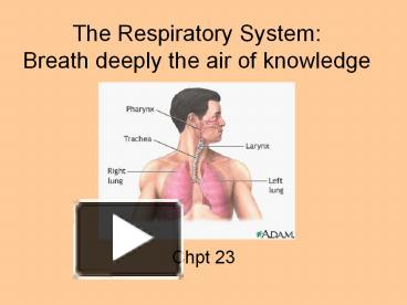 PPT – The Respiratory System: Breath deeply the air of knowledge ...