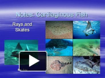 PPT – Notes: Cartilaginous Fish PowerPoint presentation | free to ...