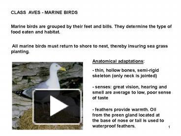 PPT – CLASS AVES MARINE BIRDS PowerPoint presentation | free to view ...