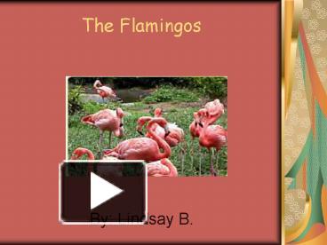 The Flamingos presentation | free to view