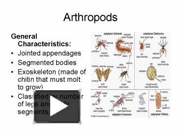 Arthropods presentation | free to view