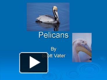 Pelicans presentation | free to view