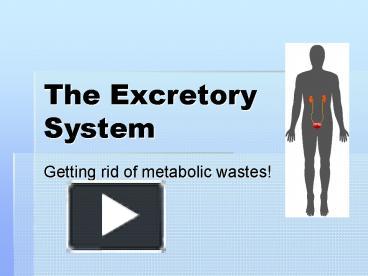 PPT – The Excretory System PowerPoint presentation | free to download ...