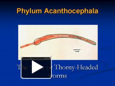 Phylum Acanthocephala presentation | free to view