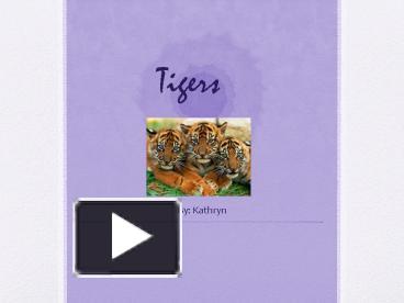 PPT – Tigers PowerPoint presentation | free to download - id: 79bde0-MjNmM