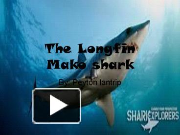 PPT – The Longfin Mako shark PowerPoint presentation | free to view ...