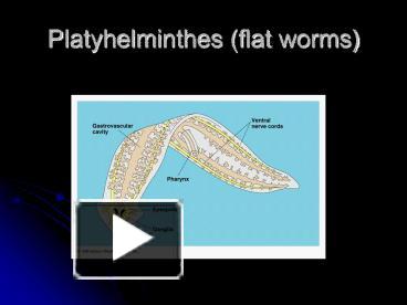 PPT – Platyhelminthes (flat worms) PowerPoint presentation | free to ...