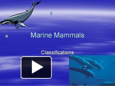 Marine Mammals presentation | free to download