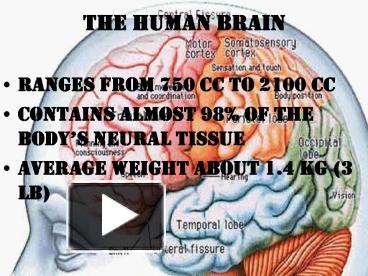 PPT – The Human Brain PowerPoint presentation | free to view - id ...