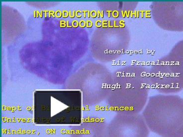 INTRODUCTION TO WHITE BLOOD CELLS presentation | free to download