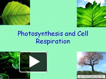 Photosynthesis and Cell Respiration presentation | free to download