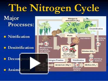 PPT – The Nitrogen Cycle PowerPoint presentation | free to download - id: 7cb9ab-NTUwZ