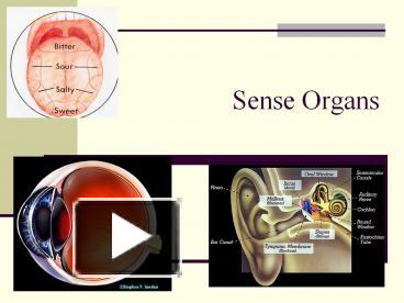 Sense Organs presentation | free to download