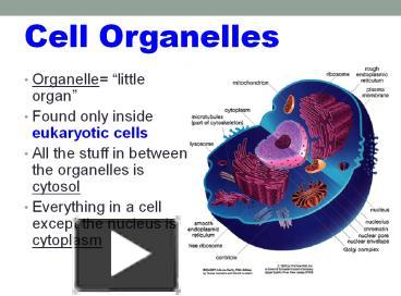 PPT – Cell Organelles PowerPoint presentation | free to view - id ...