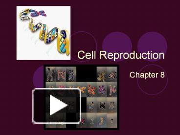 Cell Reproduction presentation | free to download
