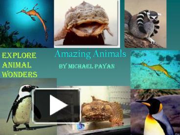Amazing Animals presentation | free to view