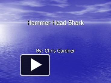 Hammer Head Shark presentation | free to view