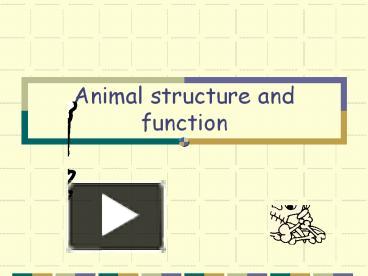Animal structure and function presentation | free to download